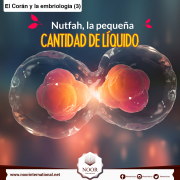 El Corán y la embriología: Nutfah, la pequeña cantidad de líquido ...